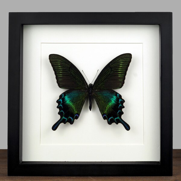 Real Butterfly Art - Etsy