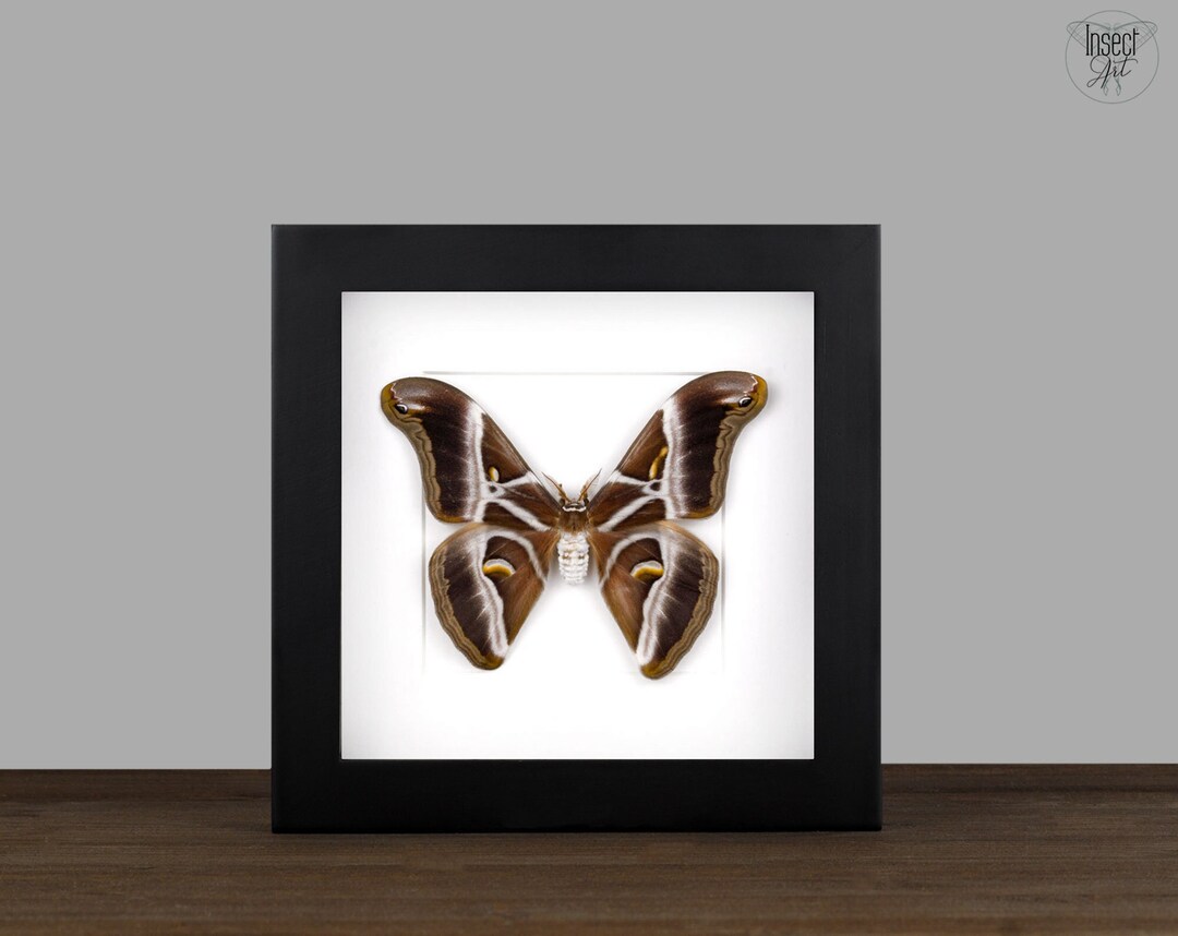 Real Framed Moth Samia Ricini Shadow Box Bug Frame Taxidermy Taxadermy ...