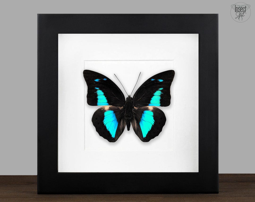 Real Framed Butterfly Blue Prepona Shadow Box Frame Moth Insect ...