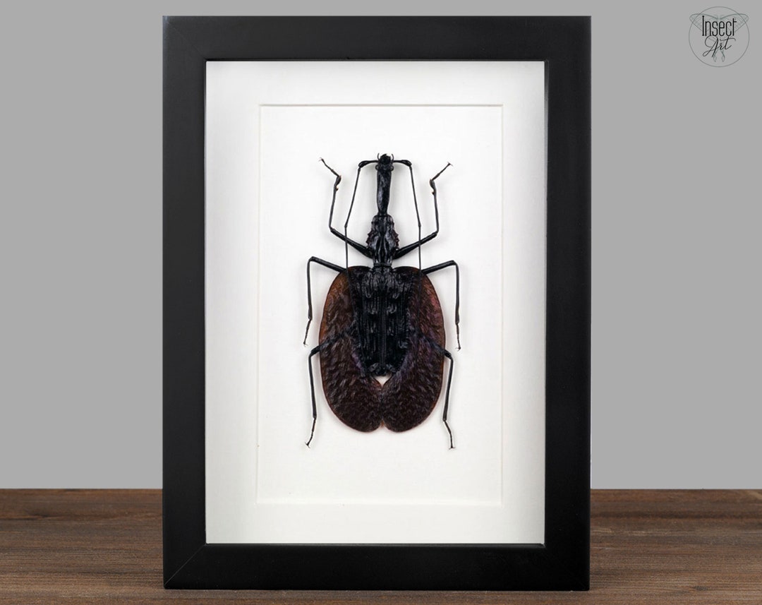 Real Framed Violin Beetle Mormolyce Phyllodes Shadow Box Insect Framed ...