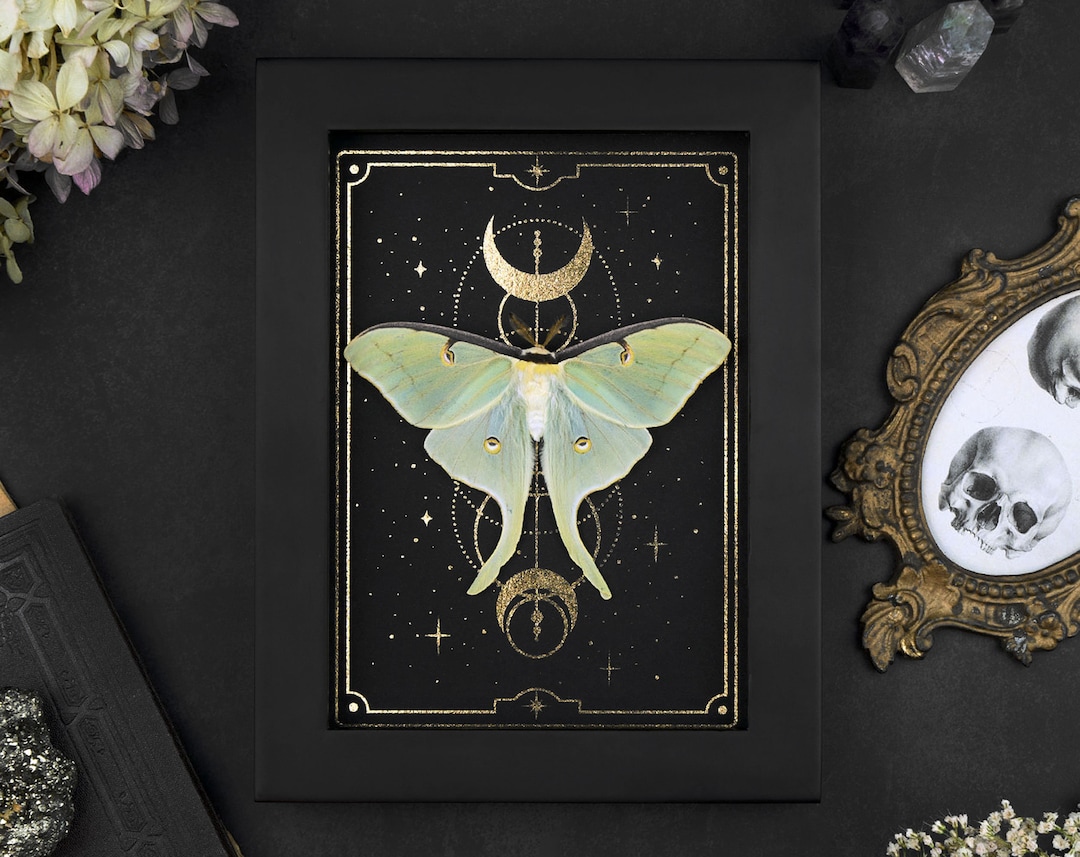 Real Framed Actias Luna Moth Shadow Box Frame Insect Taxidermy Gold ...
