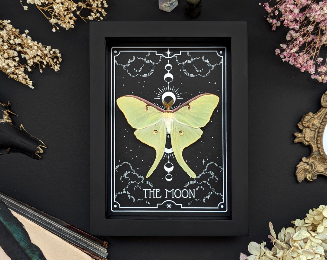 Mystical Luna Moth Tarot Card Style Shadow Frame Dark Gothix Home Decor ...
