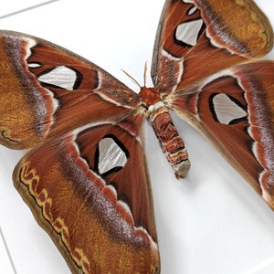Real Atlas Moth Shadow Box Frame, Framed Attacus Atlas, Moth Taxidermy ...