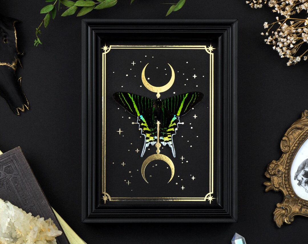 Real Framed Moth Urania Shadow Box Frame Insect Taxidermy Golden Moon ...