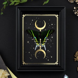 Real Framed Moth Urania Shadow Box Frame Insect Taxidermy Golden Moon ...