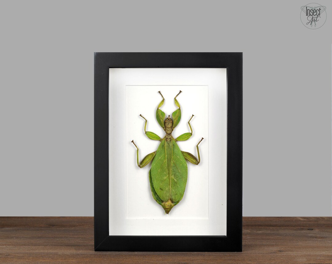 Real Framed Walking Leaf Insect Shadow Box Bug Frame Taxidermy - Etsy