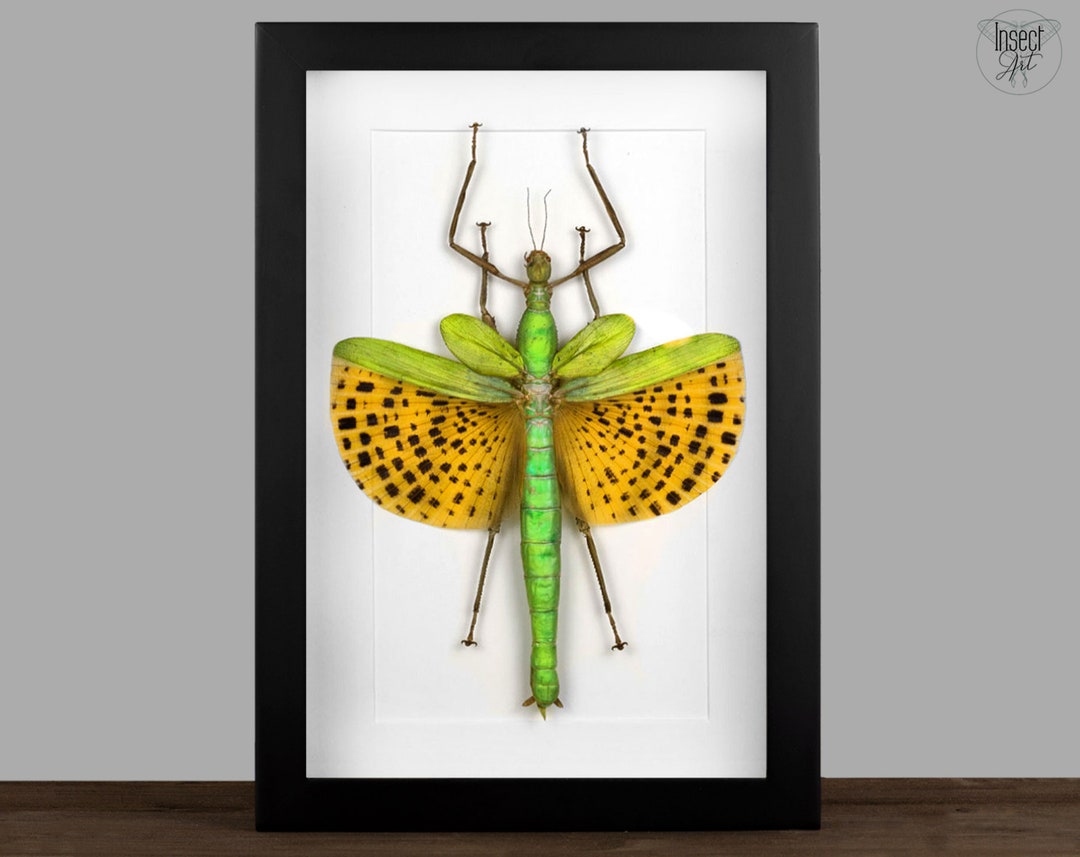 Real Framed Giant Stick Insect Paracyphocrania Major Shadow Box Bug ...