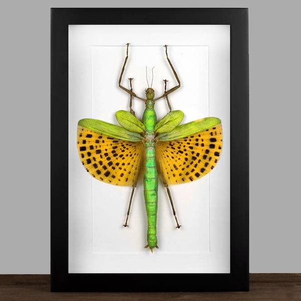 Insect Wall Hanging - Etsy
