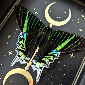 Real Framed Moth Urania Shadow Box Frame Insect Taxidermy Golden Moon ...