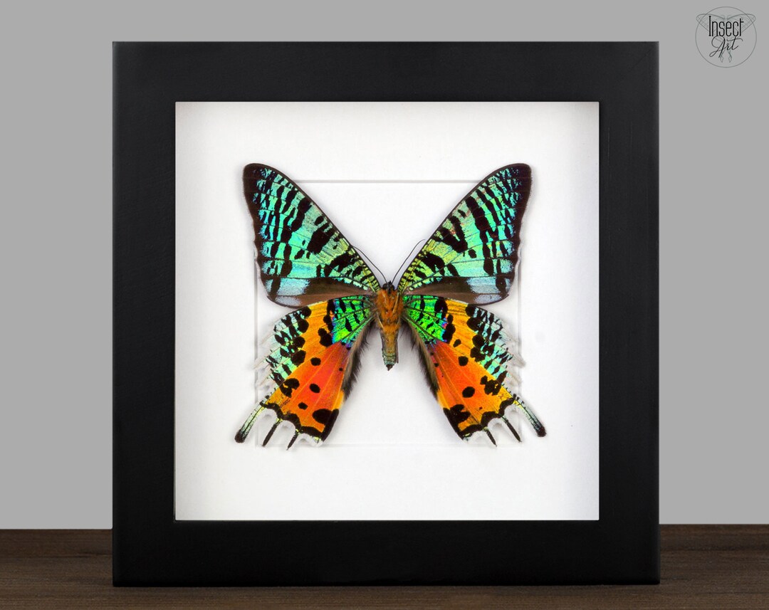 Framed Sunset Moth Urania Ripheus Shadow Box Bug Frame Taxidermy ...