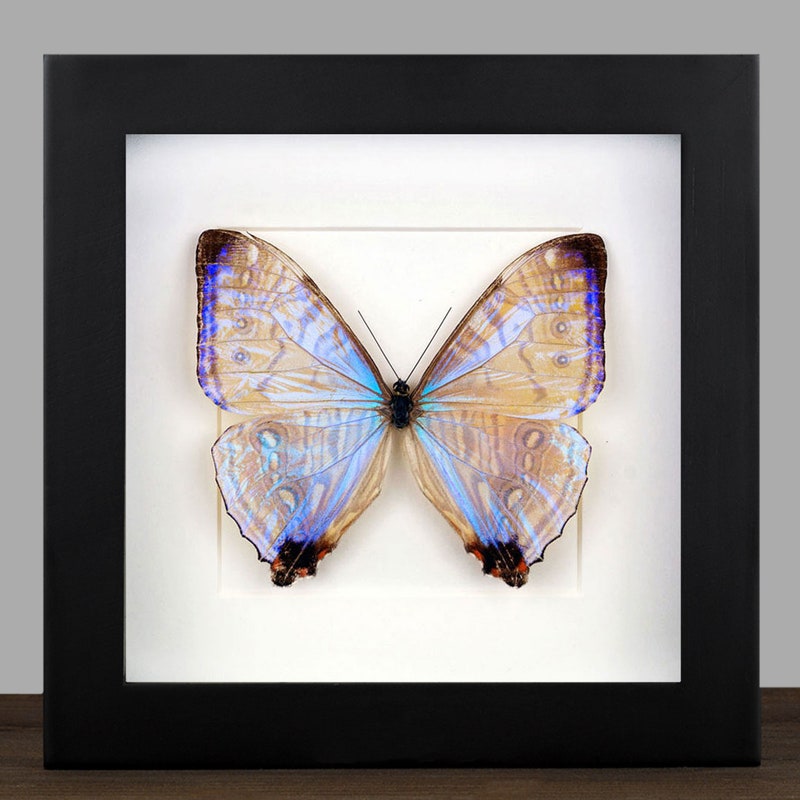 Real Butterfly Framed - Etsy