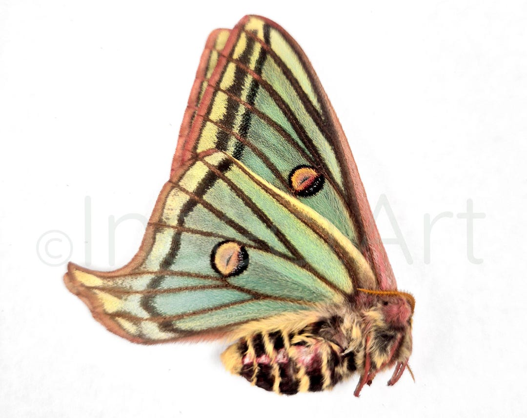 1x Graellsia Isabella Spanish Moon Moth Female Unmounted Papered Folded ...