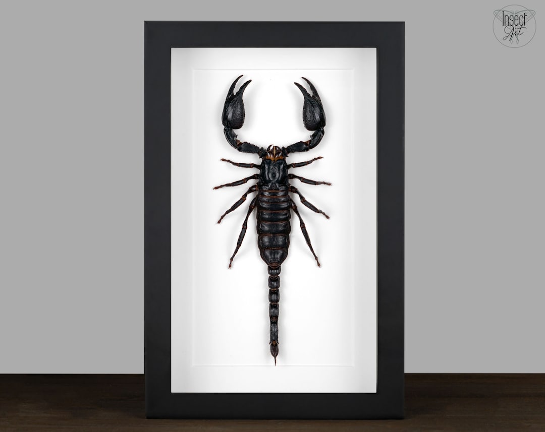 Real Framed Scorpion, Insect Butterfly Shadow Box Frame Moth Entomology ...