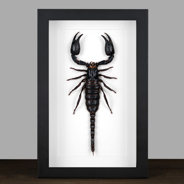 Scorpion - Etsy