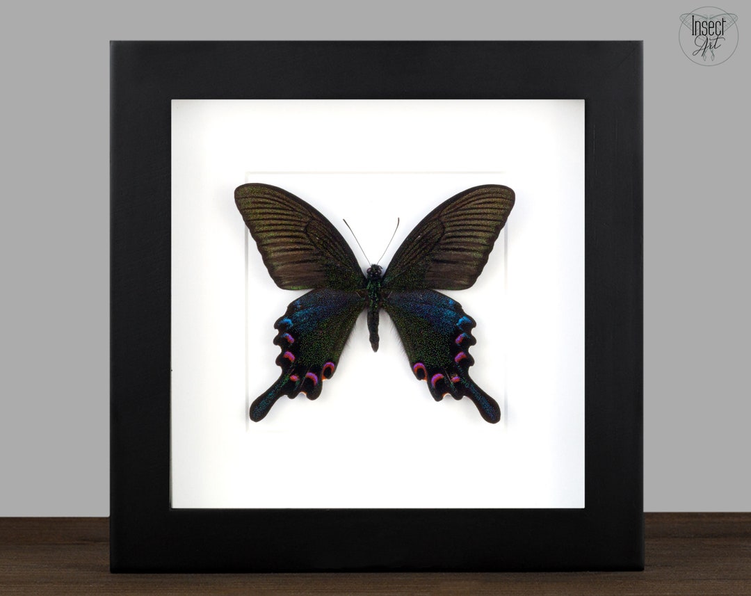 Beautiful Black Peacock Butterfly in Frame, Framed Papilio Bianor ...