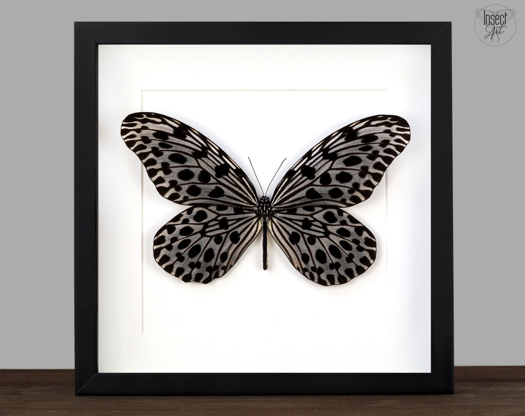 Idea Lynceus Real Butterfly Frame Shadowbox Insect Shadow Box ...