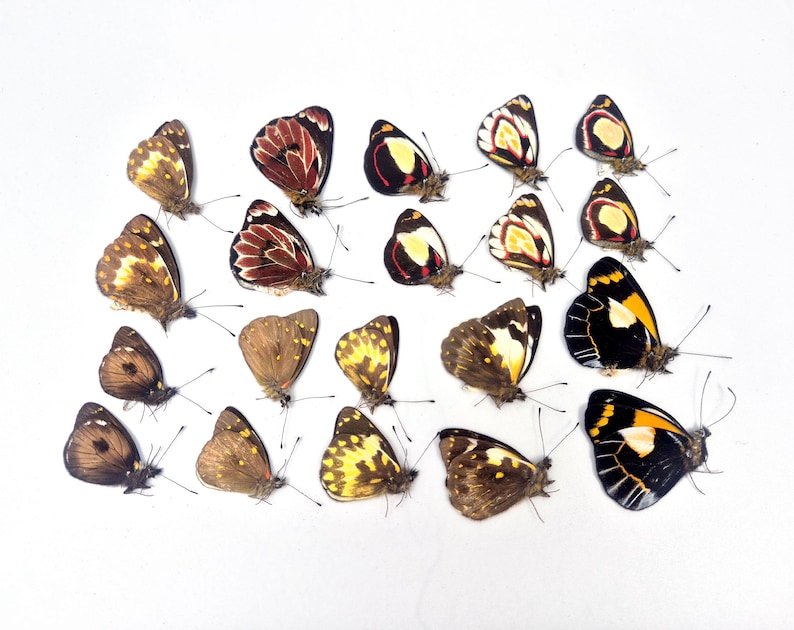 20 Delias Butterflies: Mixed Species, Papered Specimens for Entomology ...
