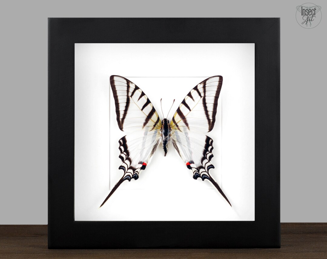 Real Framed Butterfly Kite Swallowtail Shadow Box Frame Real Dried Moth ...