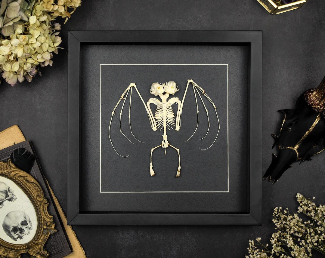 Taxidermy Real Framed Bat Skeleton Two Heads Freak Preserved Animal ...