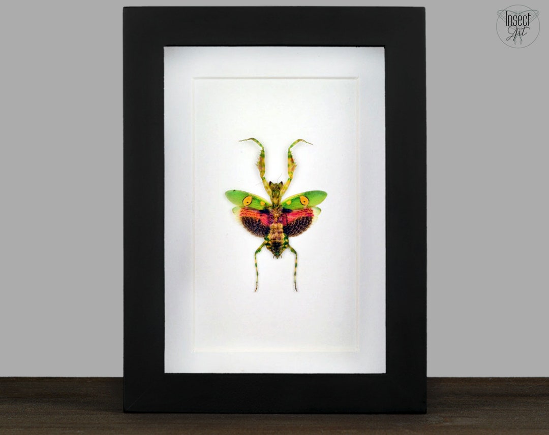 Real Framed Praying Mantis Frame Dried Insect Dead Bug Taxidermy ...