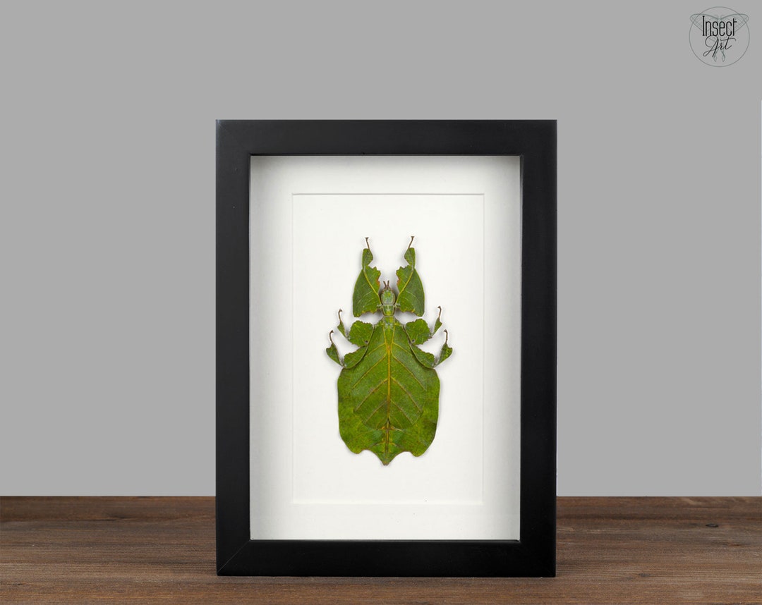 Real Framed Walking Leaf Insect Shadow Box Bug Frame Taxidermy - Etsy