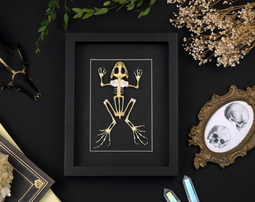 Taxidermy Framed Frog Skeleton, Frog Bones Shadow Box , Taxadermy ...