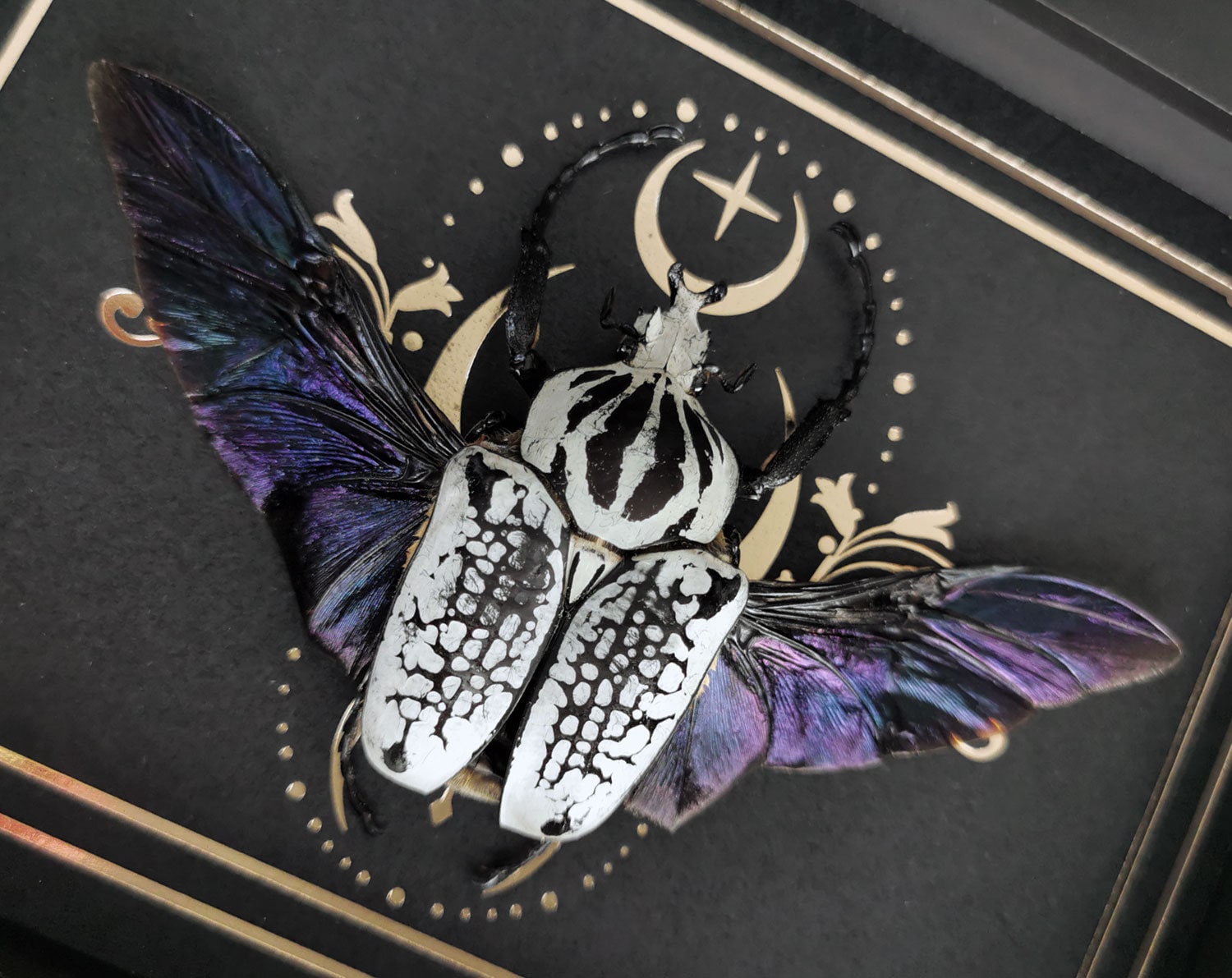 Goliath Beetle Flying