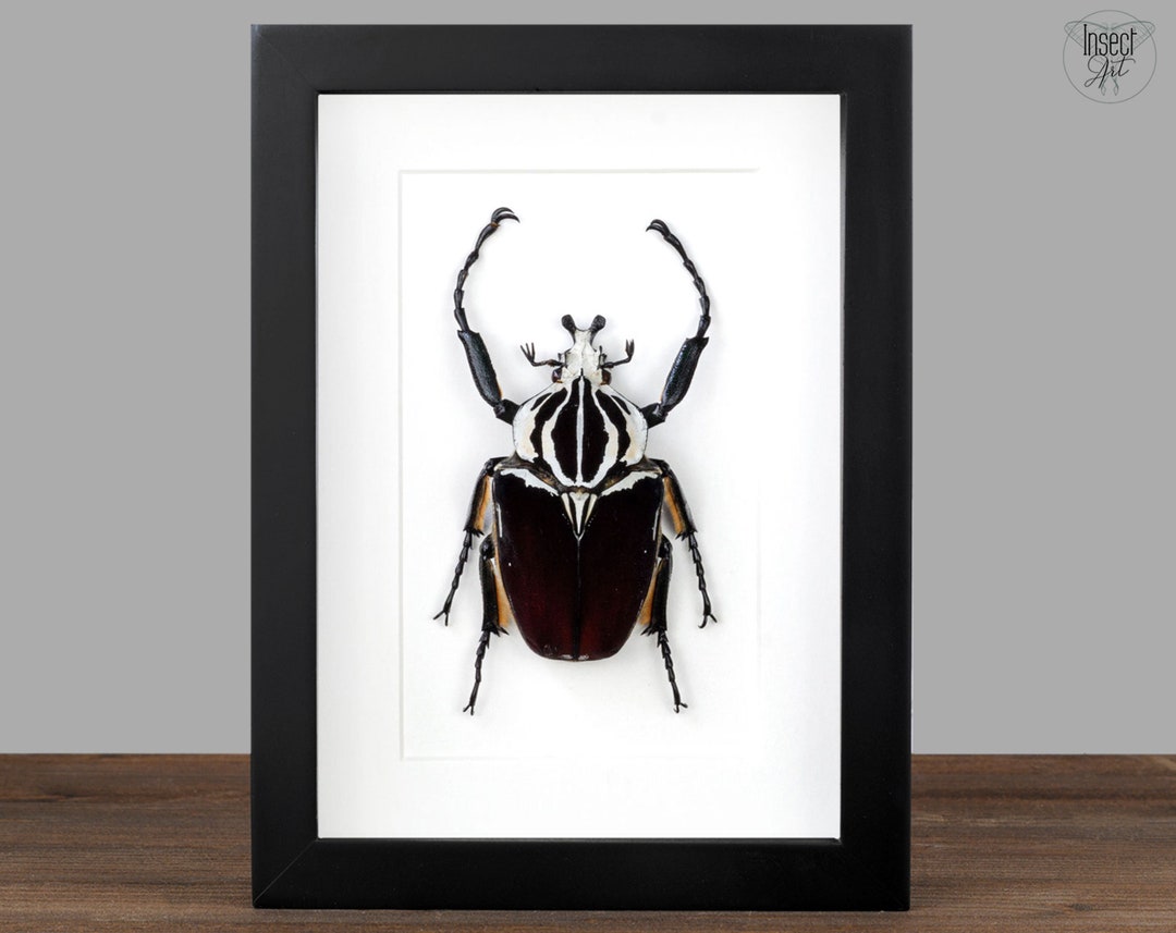 Real Framed FLOWER Beetle, Goliathus Goliatus in Shadow Box Frame ...