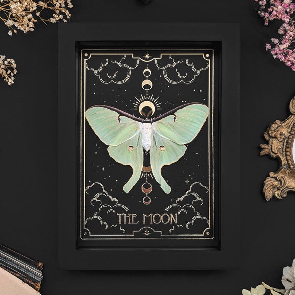 Framed Insects - Etsy