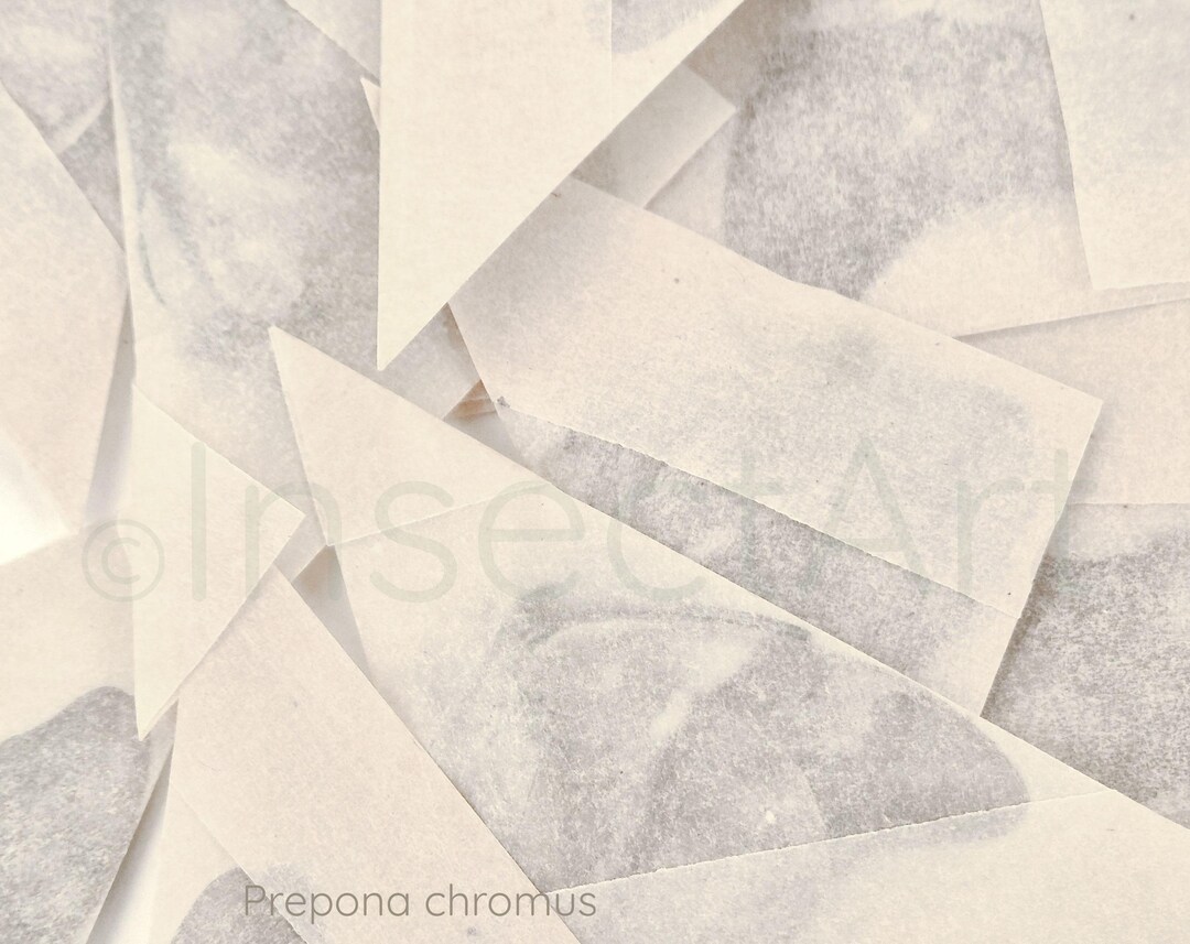 10 Real Papered Blue Prepona Chromus Male Butterflies Unprepared/folded ...