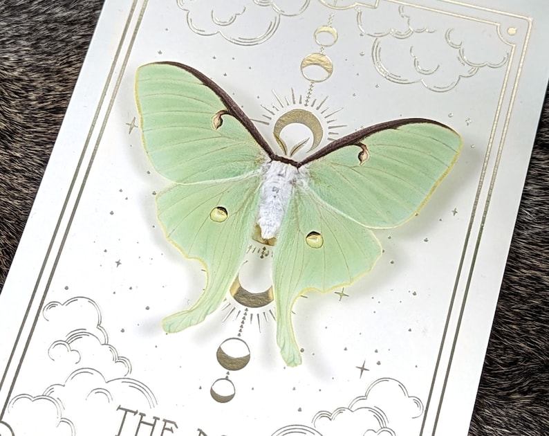 Luna Moth Tarot Card Shadow Box: Goth Home Decor Insect Wall Art - Etsy