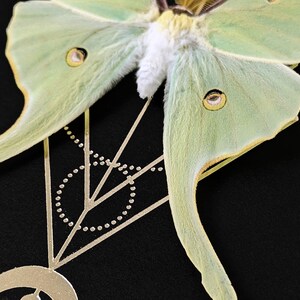 Framed Luna Moth Shadow Box: Gothic Crescent Moon Decor - Etsy