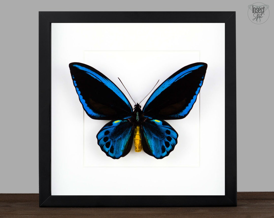 Real Framed Butterfly Blue Birdwing Ornithoptera Shadow Box Frame ...