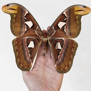 Real Atlas Moth Shadow Box Frame, Framed Attacus Atlas, Moth Taxidermy ...