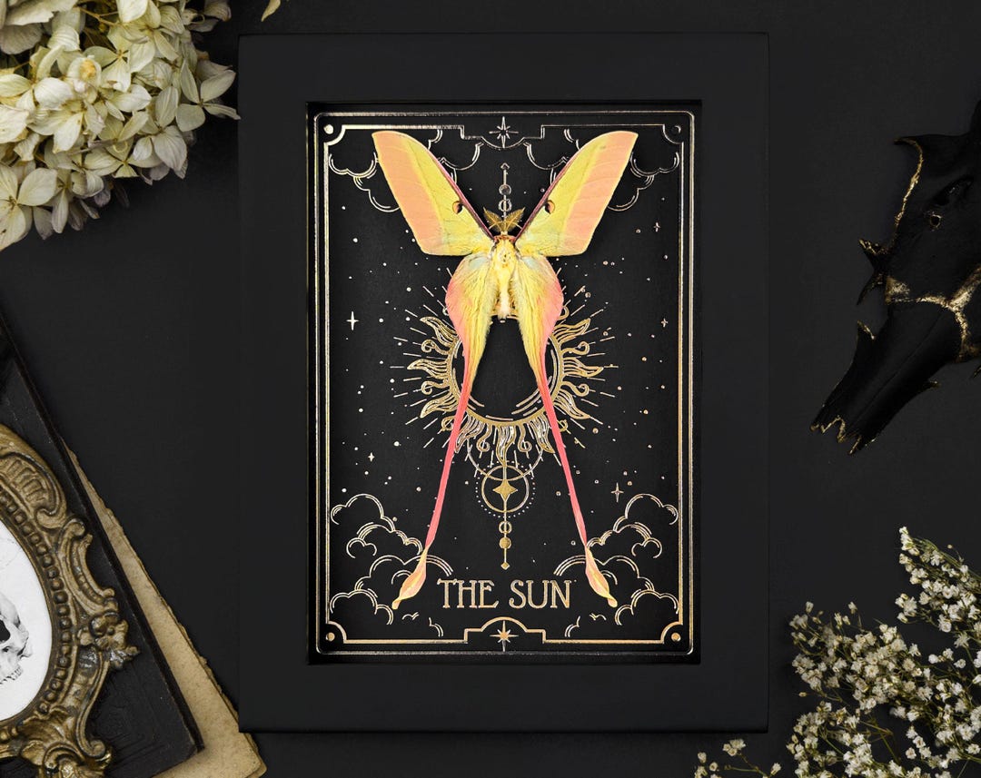 Real Framed Pink Luna Moth Gold Tarot the Sun Actias Moth in Shadow Box ...