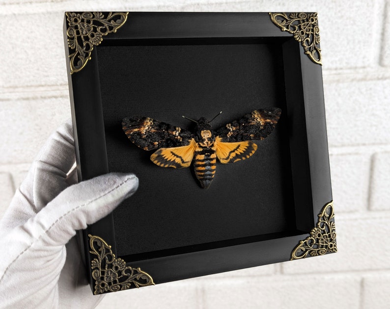Real Framed Death Head Hawkmoth, Death Moth Butterfly Shadow Box ...