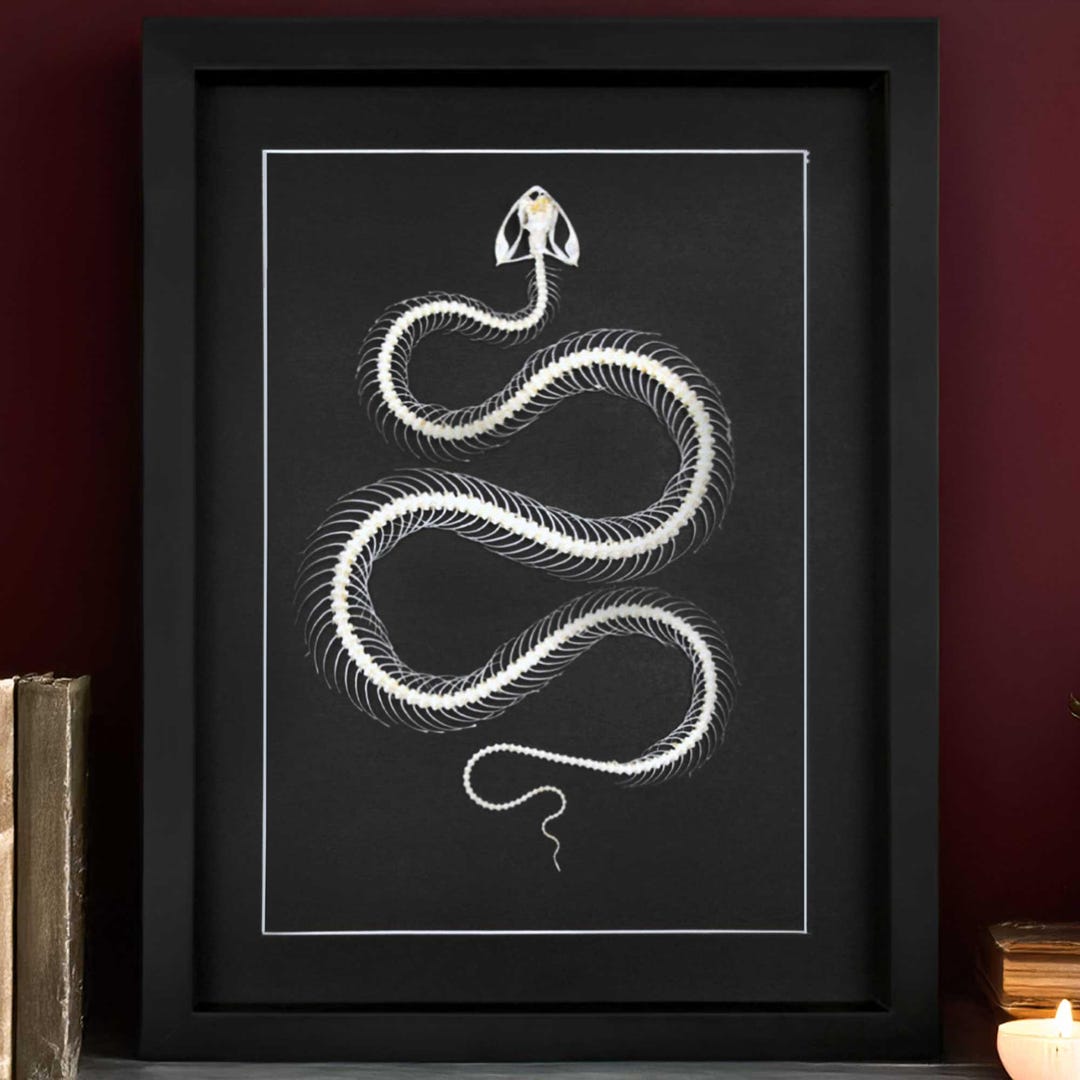 Taxidermy Framed Snake Skeleton, Serpent Viper Animal Bones in Shadow ...