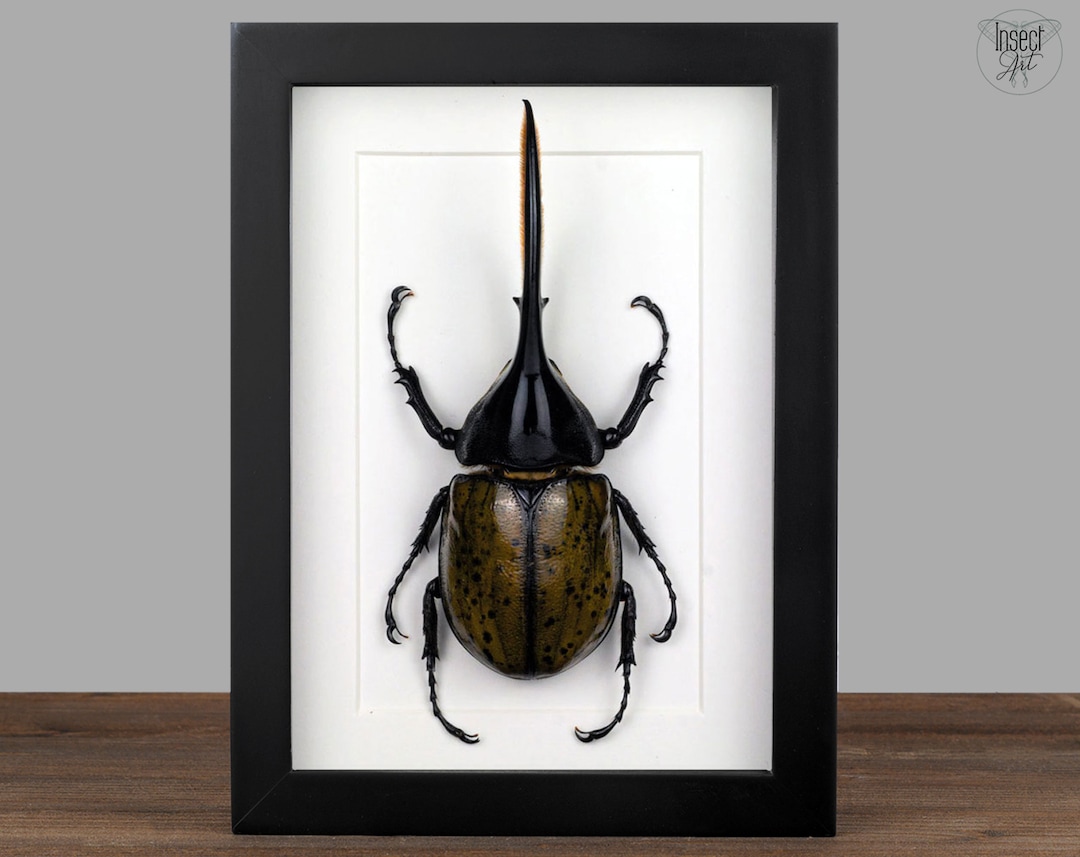 Real Framed Giant Dynastes Hercules Beetle Shadow Box Insect Framed ...