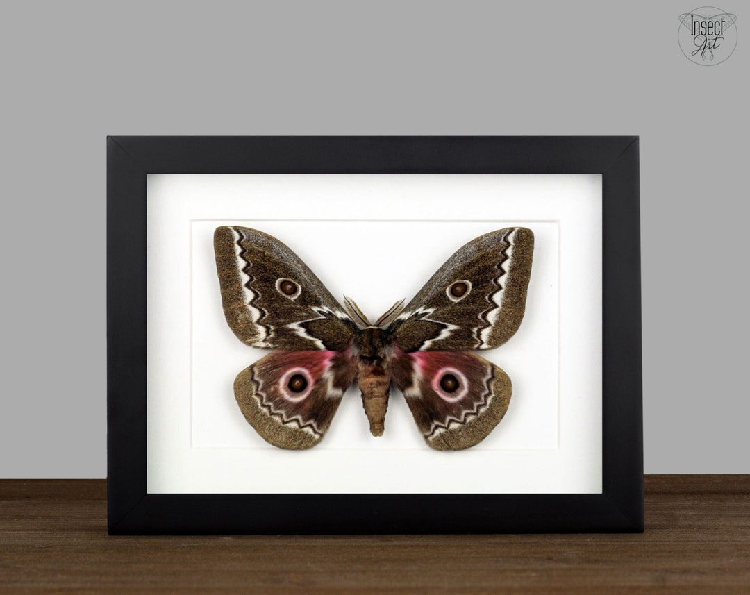 Real Framed Moon Moth Fluffy Moth Gonimbrasia Tyrrhea Shadow Box Bug ...