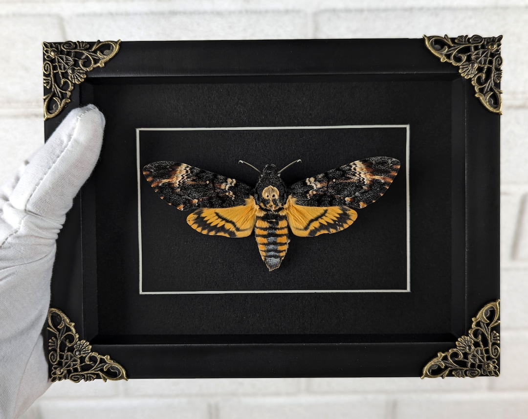 Real Framed Death Head Hawkmoth, Moth in Shadow Box, Butterfly Baroque ...