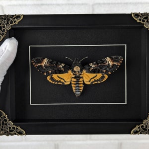Real Framed Death Head Hawkmoth, Moth in Shadow Box, Butterfly Baroque ...