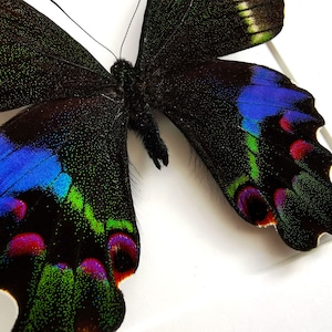 Real Framed Butterfly Papilio Krishna Bug Display Taxidermy Wall ...