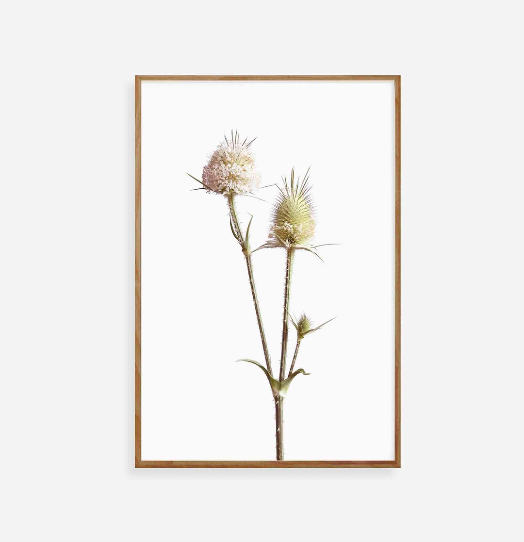 Wildflower Prints, Photography Art, Digital Prints, Botanical Poster ...