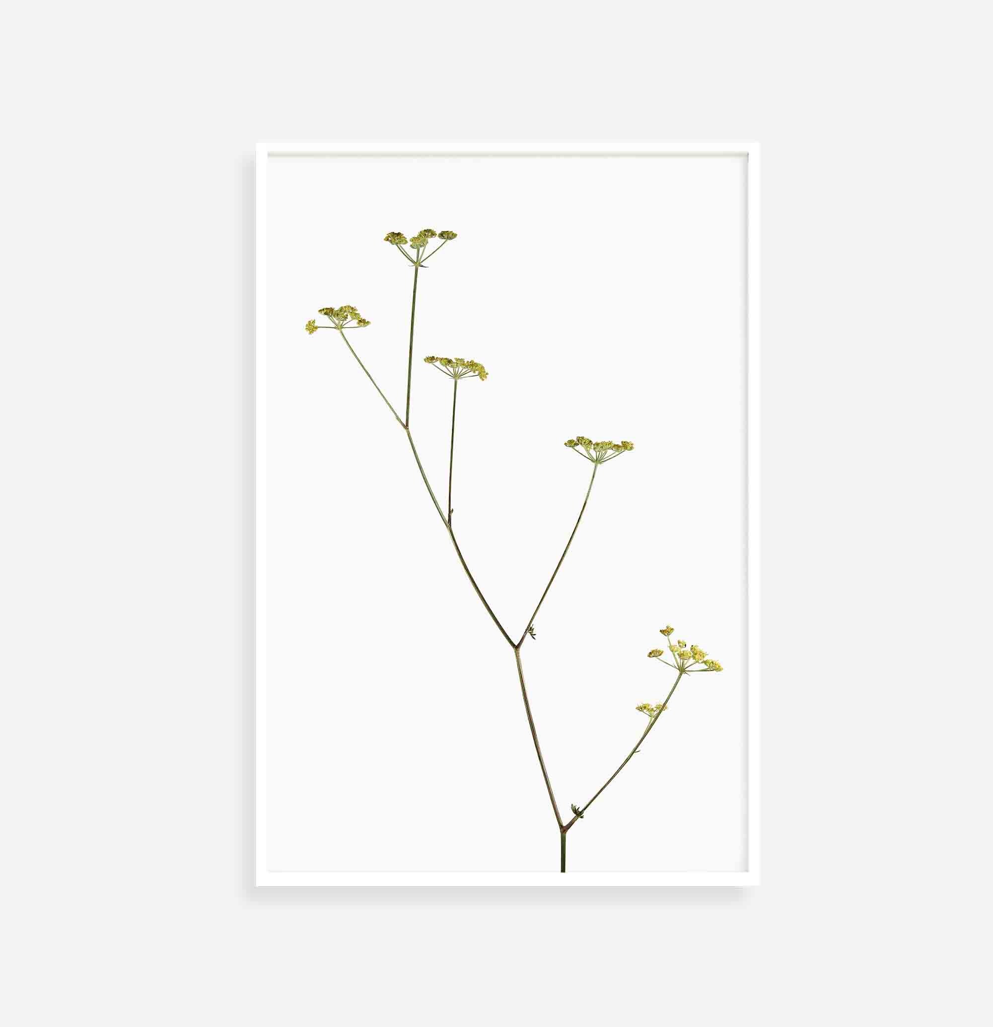 Wildflower Botanical Prints Botanical Poster Farmhouse | Etsy