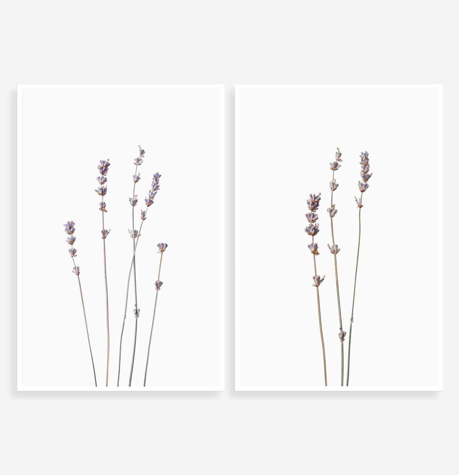 Lavender Print Lavender Poster Set of 2 Print Botanical - Etsy