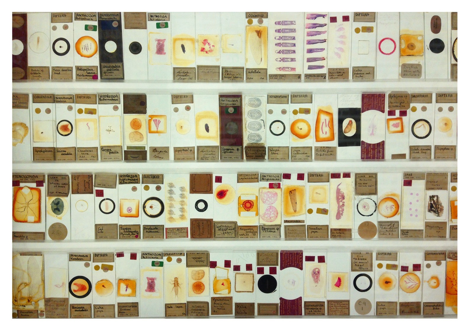 Scientific Slides Print: Vintage Microscope Photo Art - Etsy