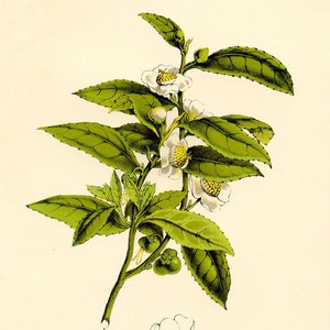 Tea Plant Print: Vintage Botanical Art Illustration - Etsy