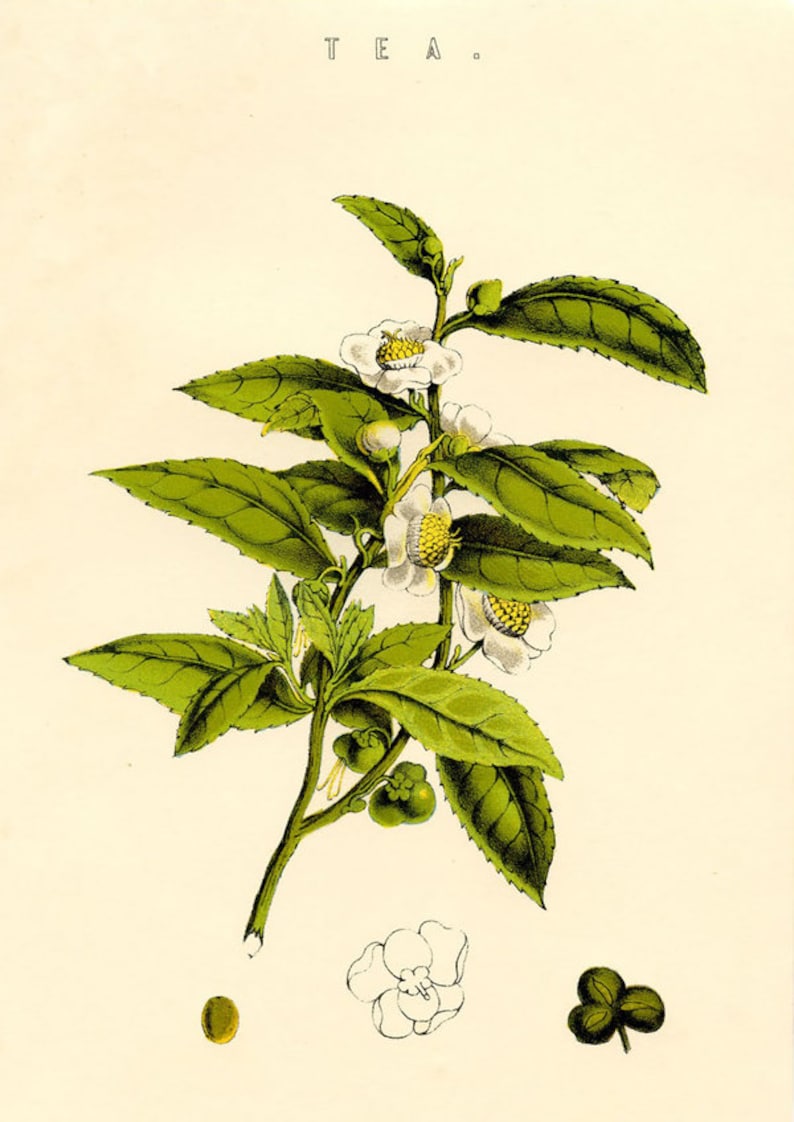 Tea Plant Print: Vintage Botanical Art Illustration - Etsy