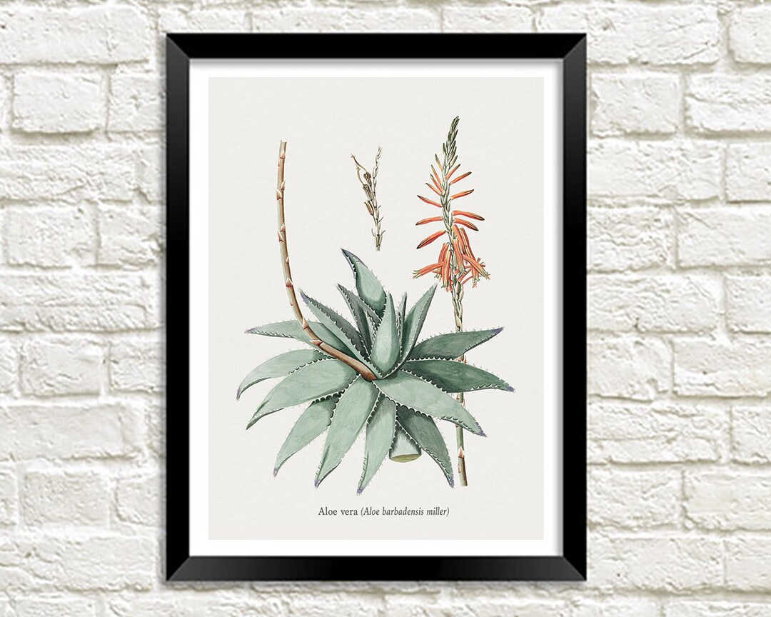 Aloe Vera Print: Vintage Botanical Plant Art Illustration - Etsy