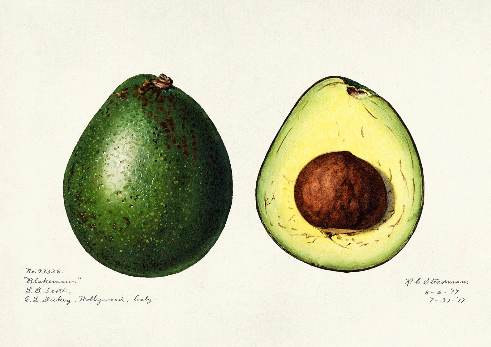 Avocado Print: Vintage Botanical Art Illustration - Etsy